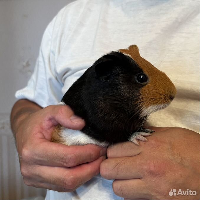 Морская свинка. Две. Клетка