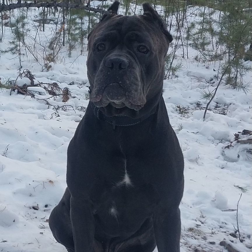 Кане корсо вязка Свердловская обл Екатеринбург.)