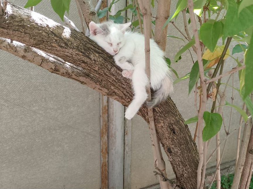 Котята 3 месяца мальчик и девочка