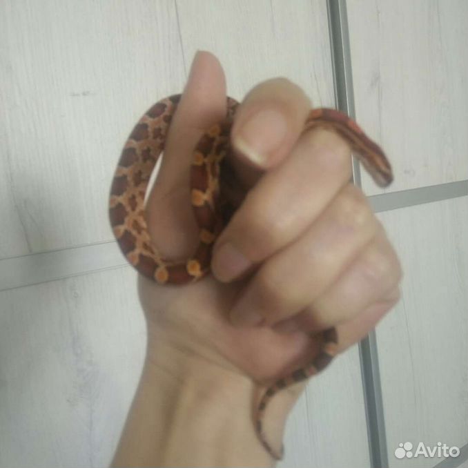 Маисовый полоз,самка