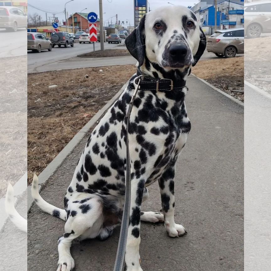 Далматин, взрослый пёс
