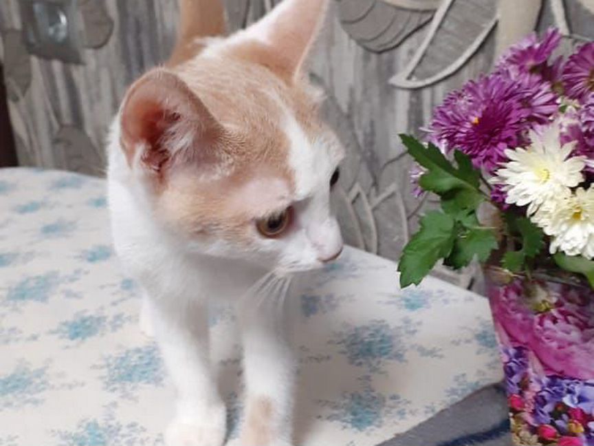 Котёнок Симба