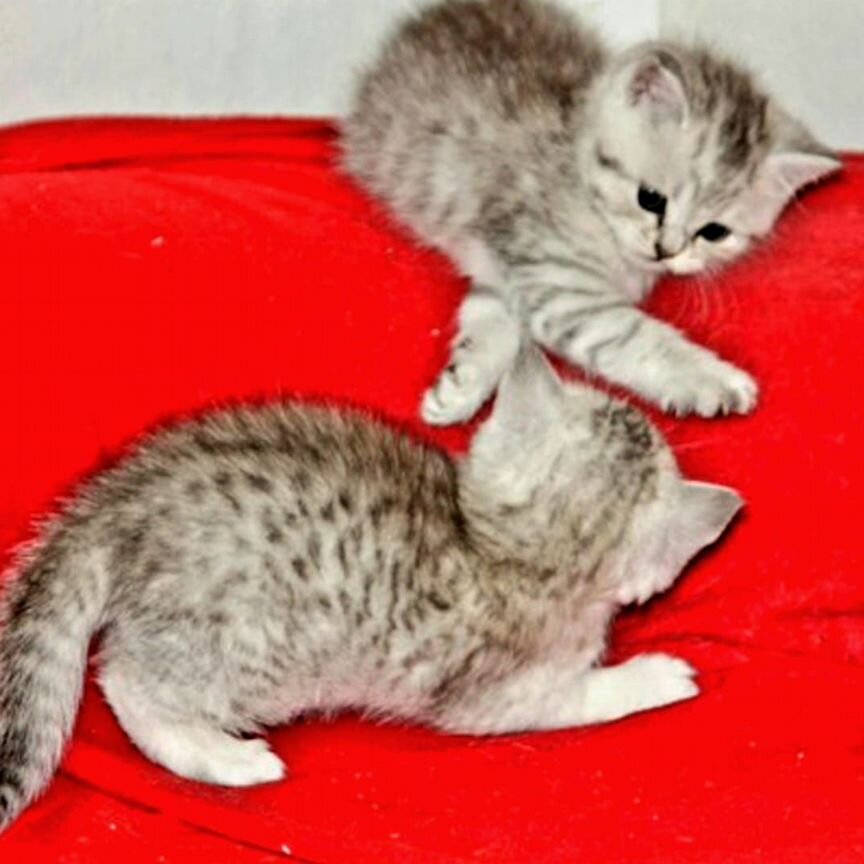 Шикарные котята) окрас Вискас