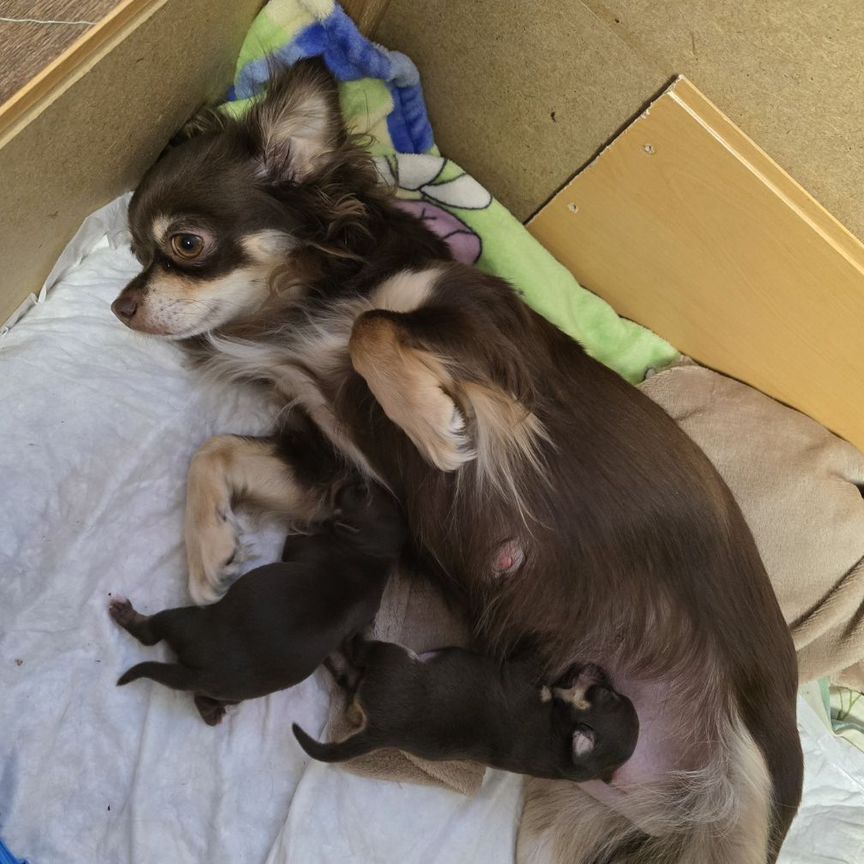 Чихуахуа, щенок