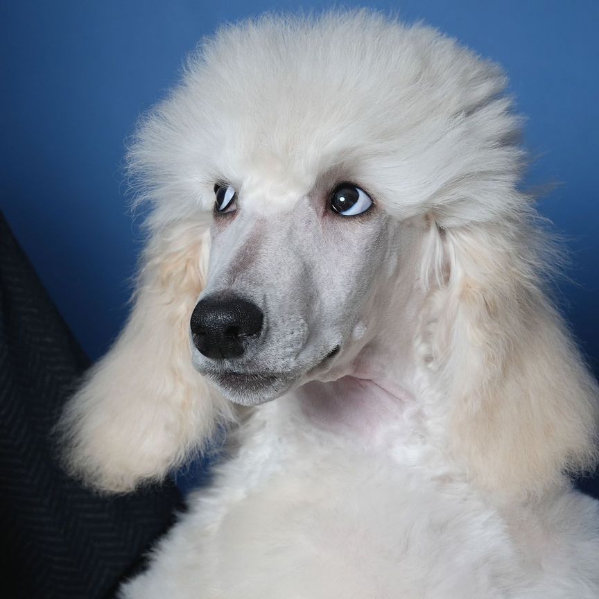 Щенки Большого (Королевского) пуделя РКФ