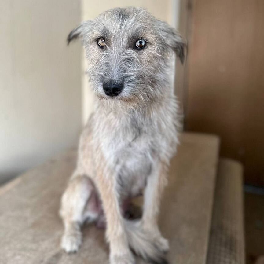 Взрослая собака в добрые руки