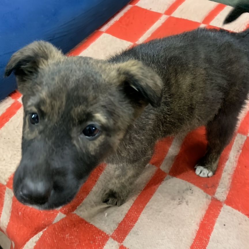 Щенок в добрые руки