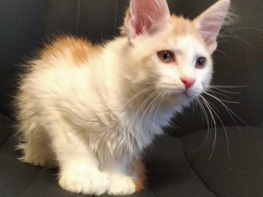 Мейн-кун полидактильные 6 палые котики