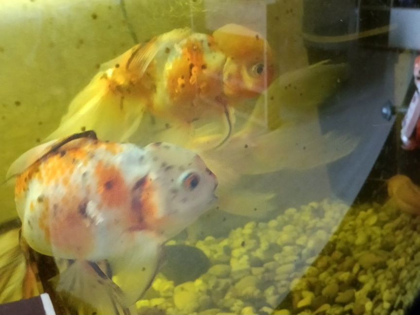 Рыбки аквариуиные