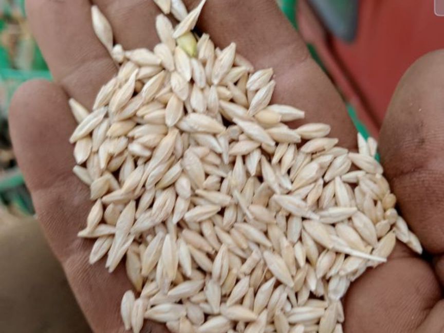 Ячмень яровой, ипатово