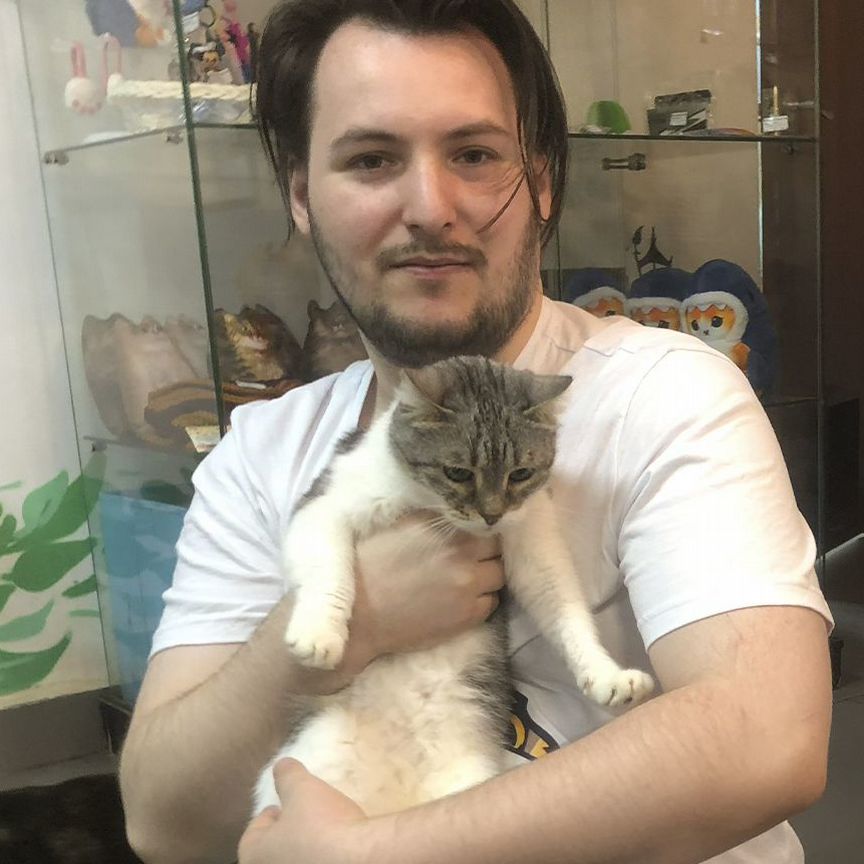 Шотландская вислоухая короткошёрстная, взрослая кошка