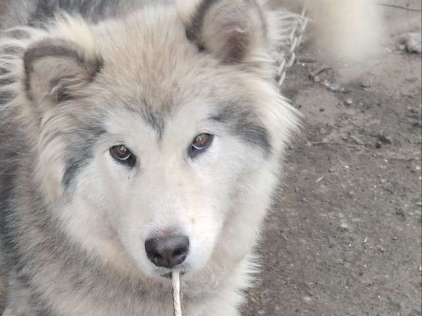 Аляскинский маламут вязка