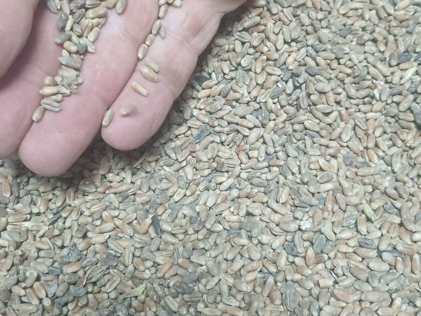 Зерно отход