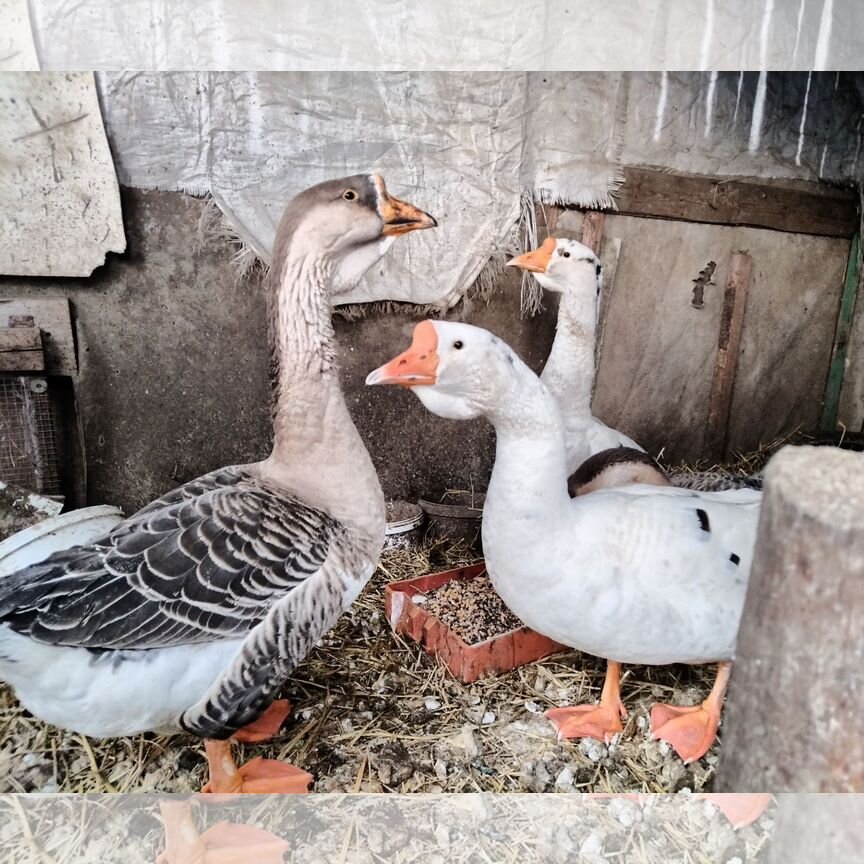 Гусак обмен на гусиню