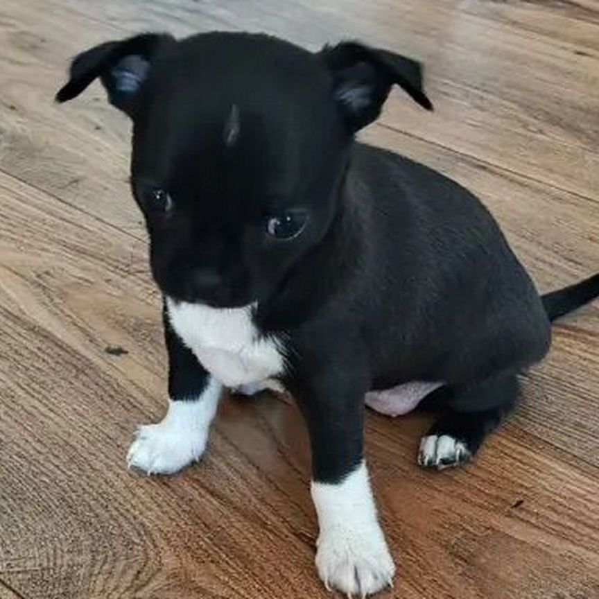 Чихуахуа, щенок