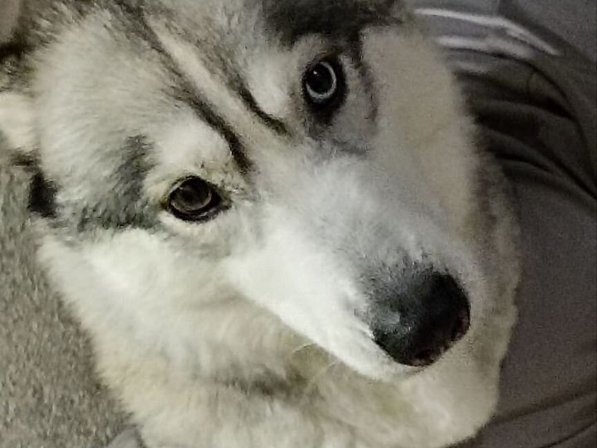 Собака в добрые руки