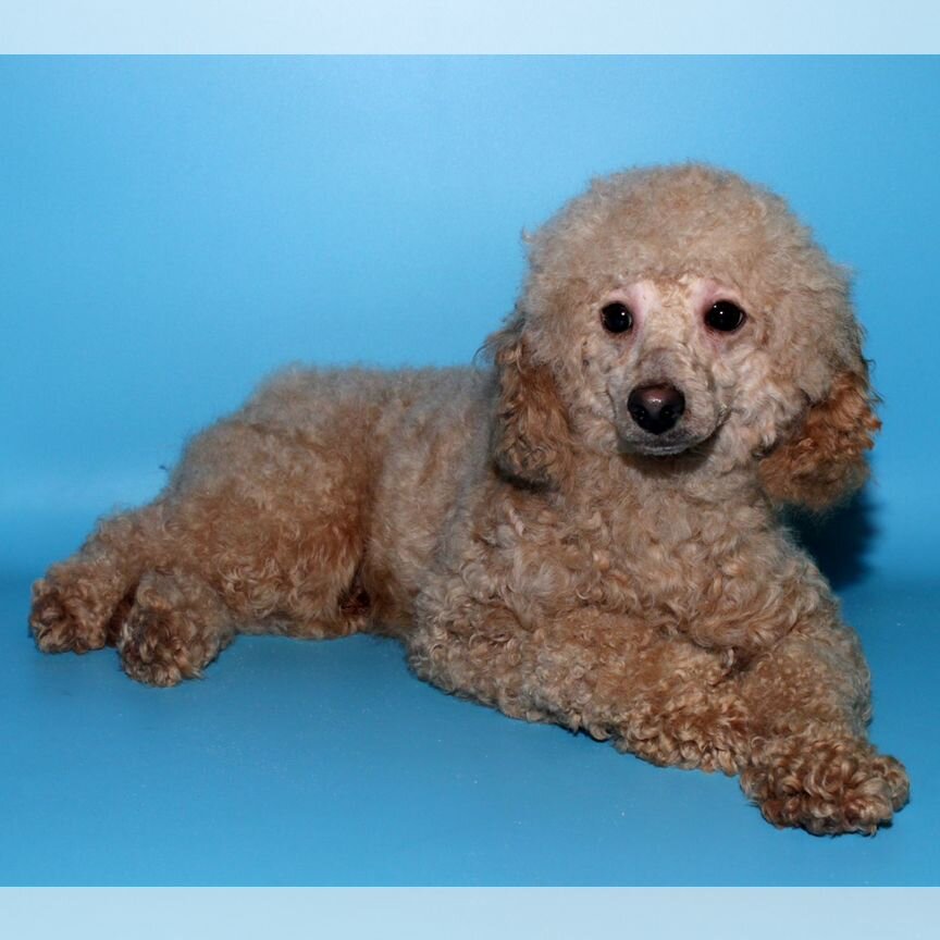 Карликовый пудель, взрослый пёс