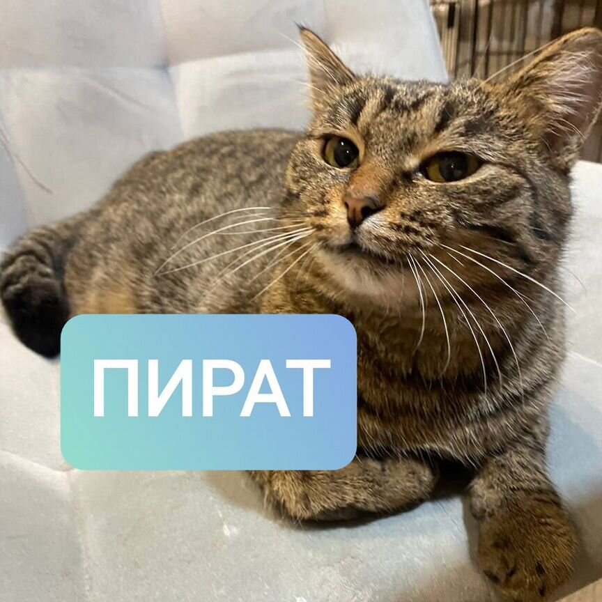 Взрослый кот в добрые руки