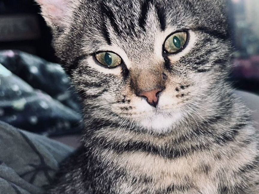 Кошка в дар бесплатно
