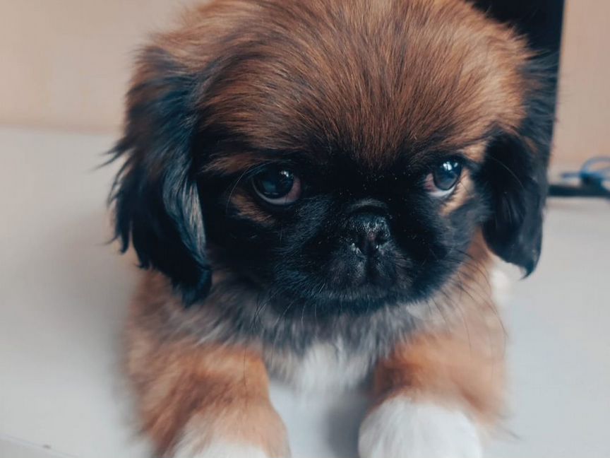 Пекинес(щенок)