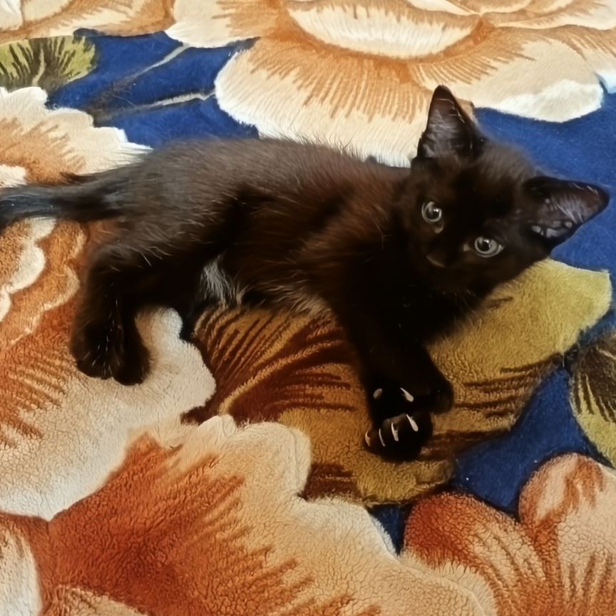 Котёнок в добрые руки