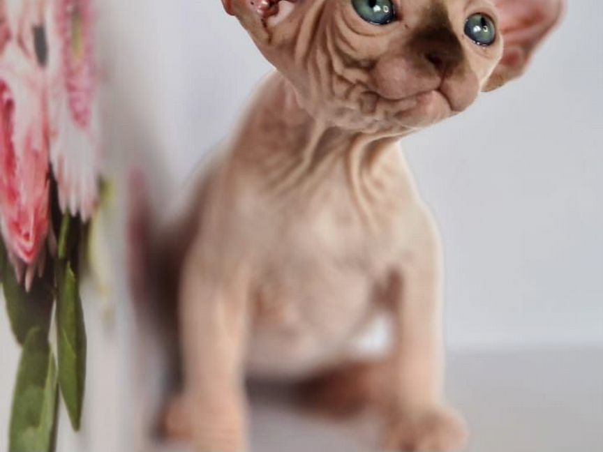 Эльф девочка