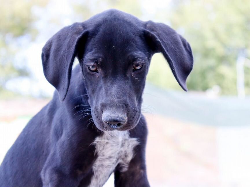 Хамер в дар