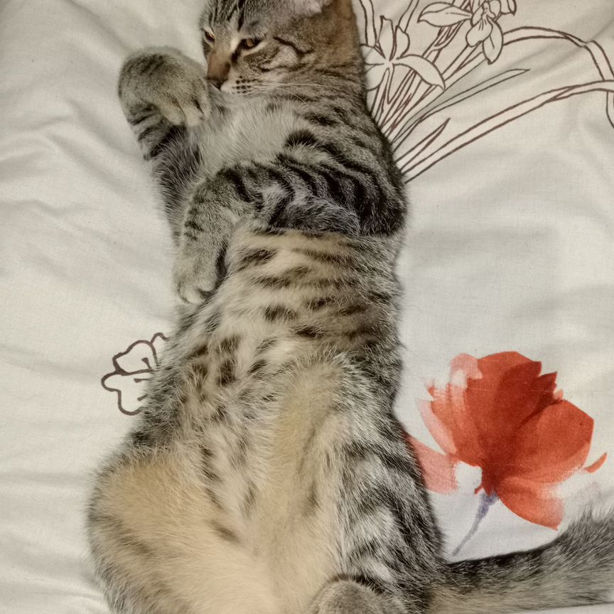 Кот бесплатно