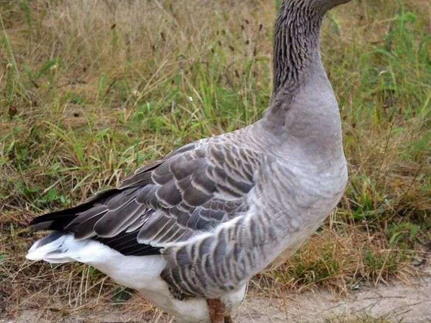 Гуси Крупно-серые, Утки Муларды, Индюки Биг 6