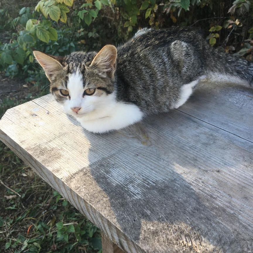 Ласковый котенок в добрые руки