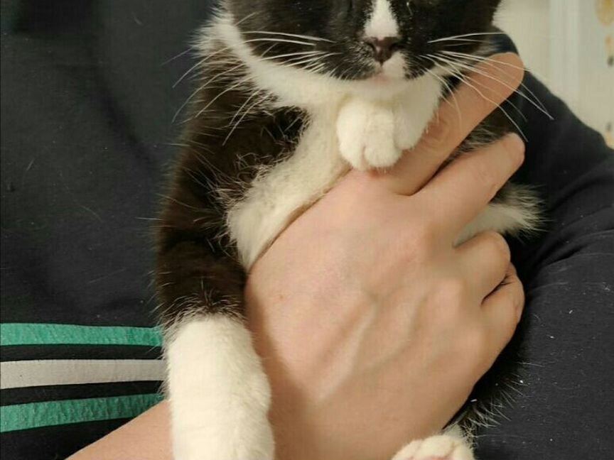 Ищем дом чудесным котятам