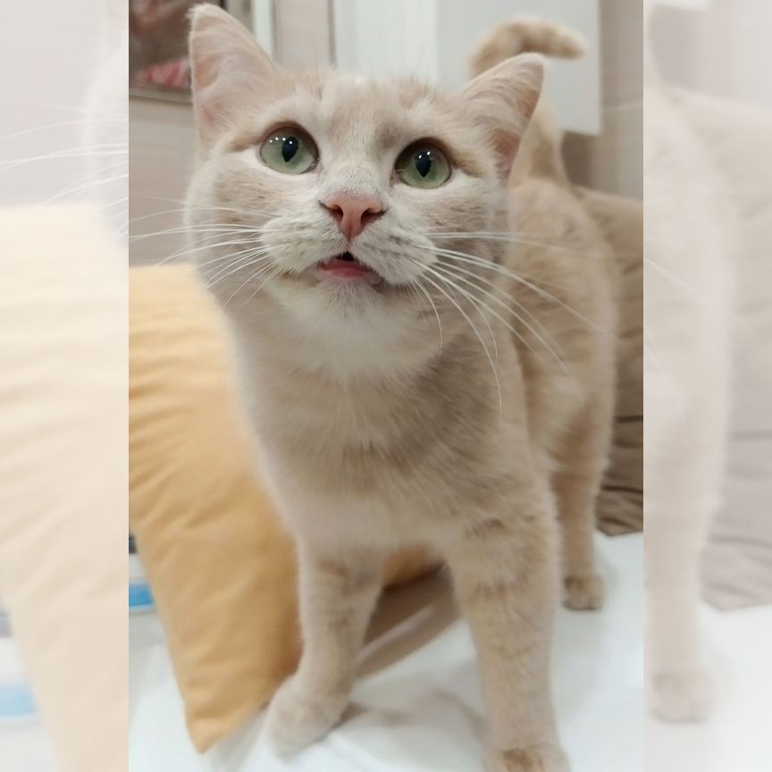 Взрослая, кошка в добрые руки