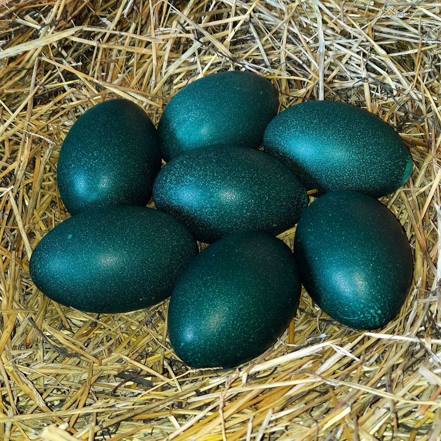 Инкубационное яйцо страуса