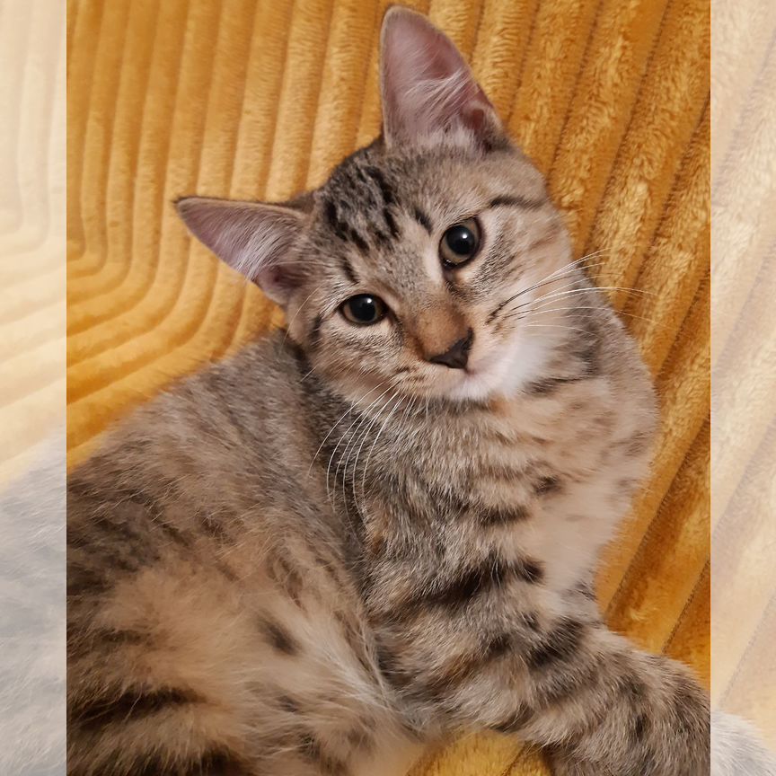 Котёнок в добрые руки