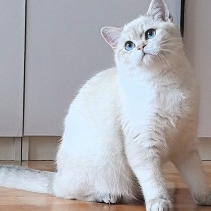 Британский короткошёрстный котёнок