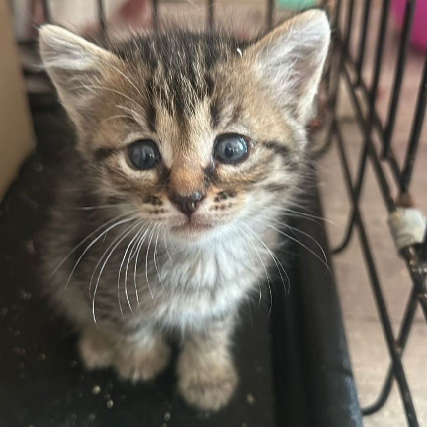 Котенок
