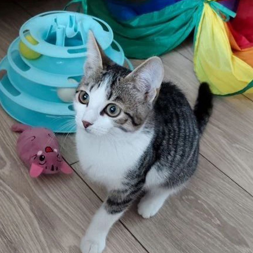 Котёнок в добрые руки