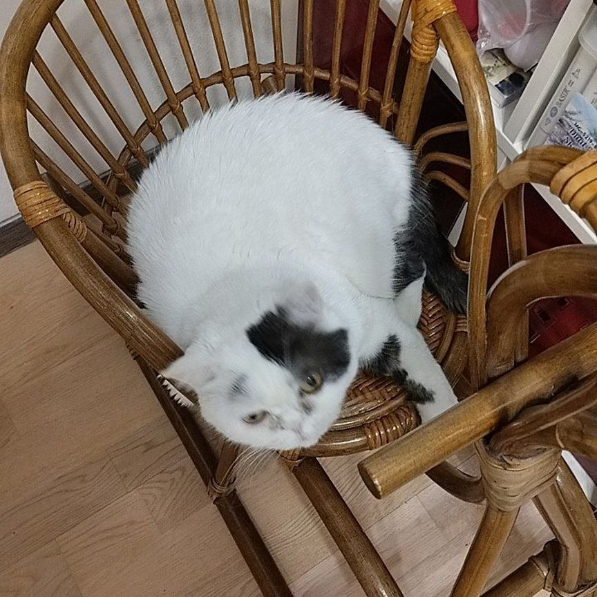 Подарю кошку