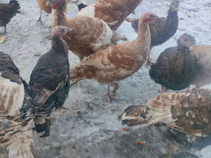 Индюки