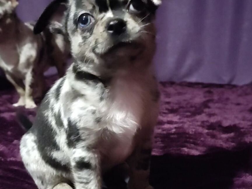 Щенки чихуахуа