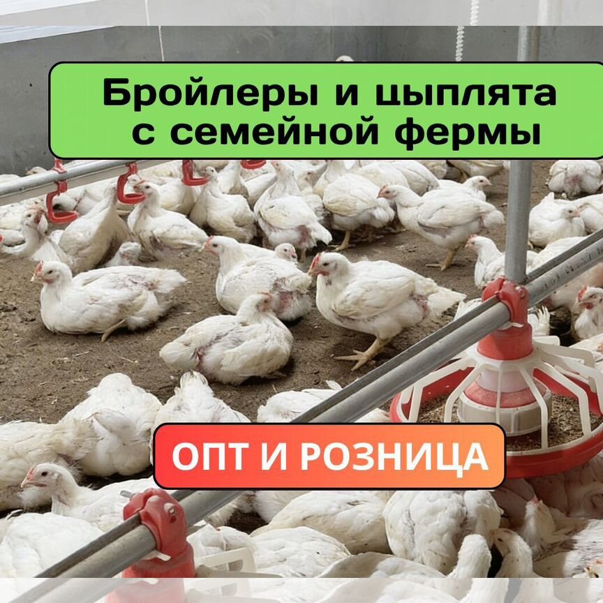 Бройлеры живым, домашний бройлер