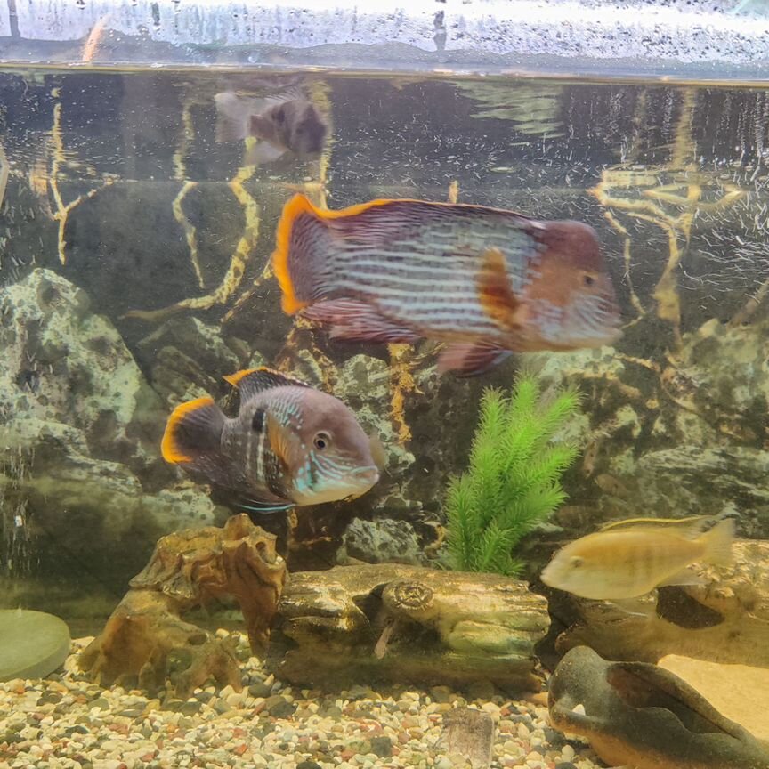 Рыба Берёзовая Акара