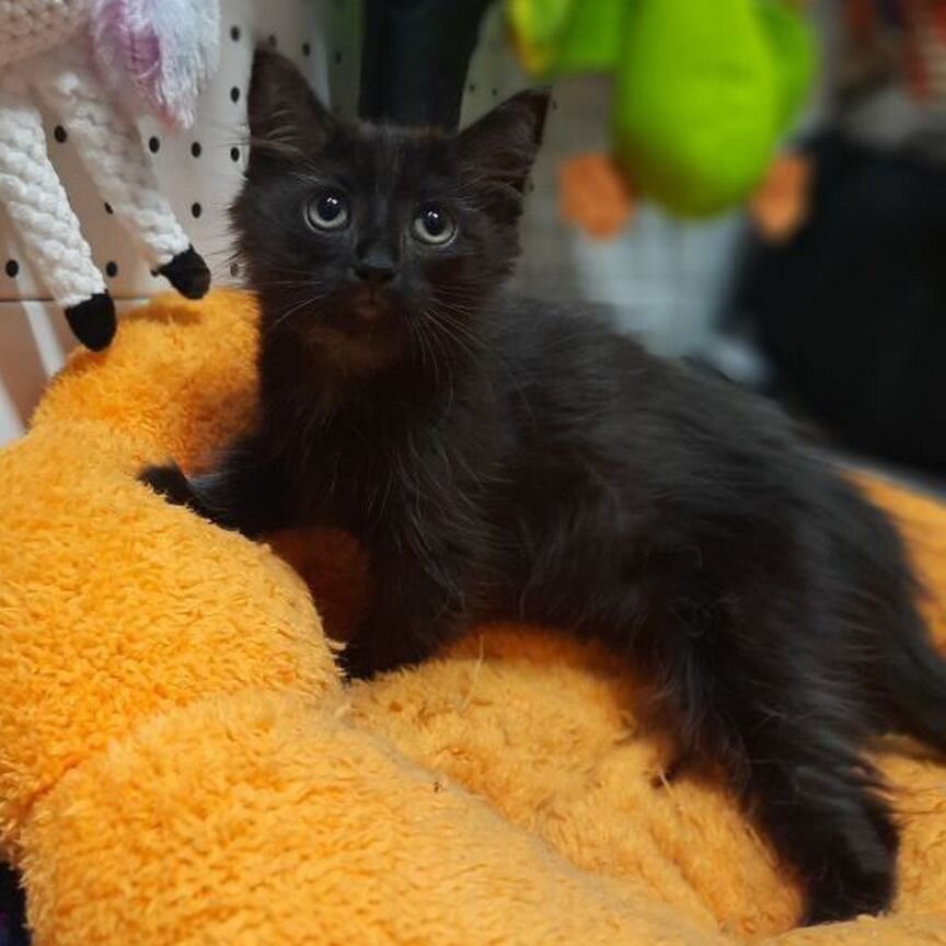 Котёнок в добрые руки