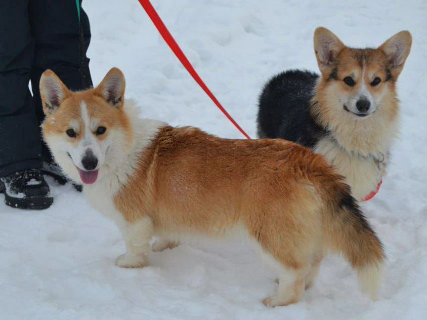 Вельш-корги пемброк