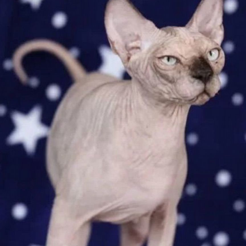 Канадский сфинкс