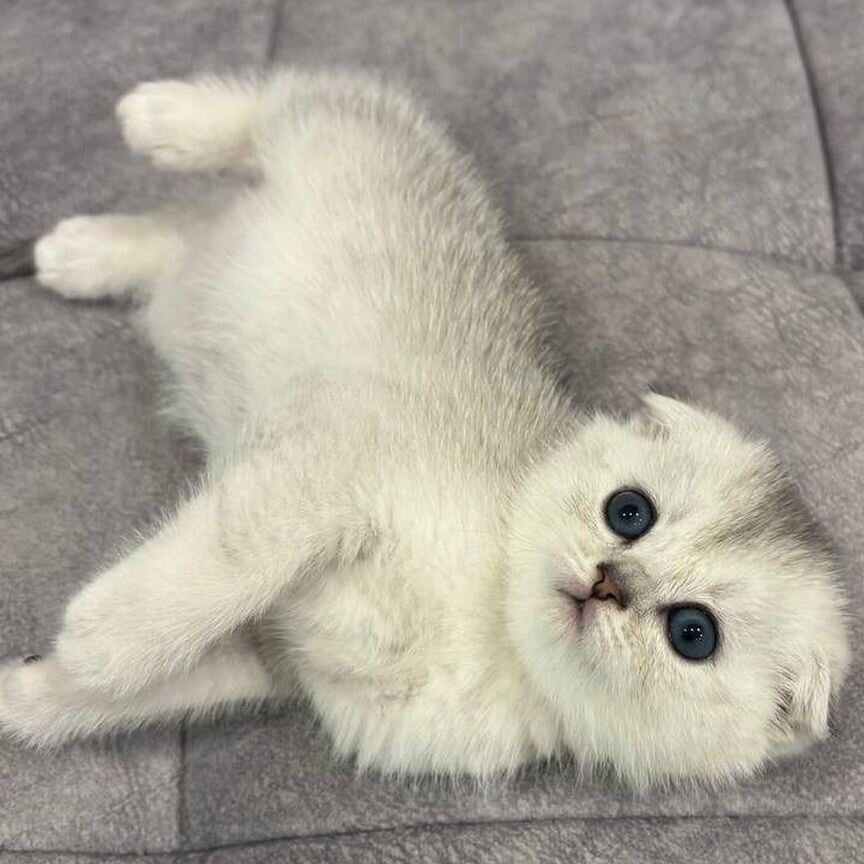Шотландский вислоухий короткошёрстный котёнок