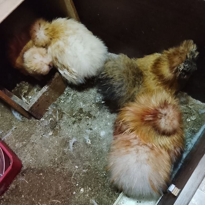 Китайские шелковые куры