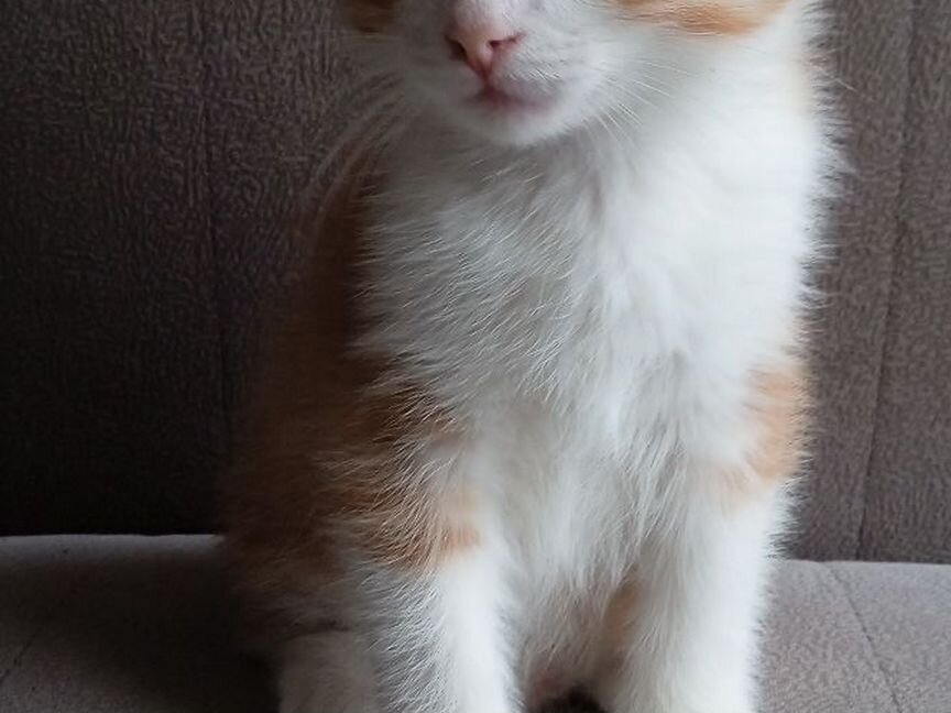 Мальчик, имеет шотландские корни