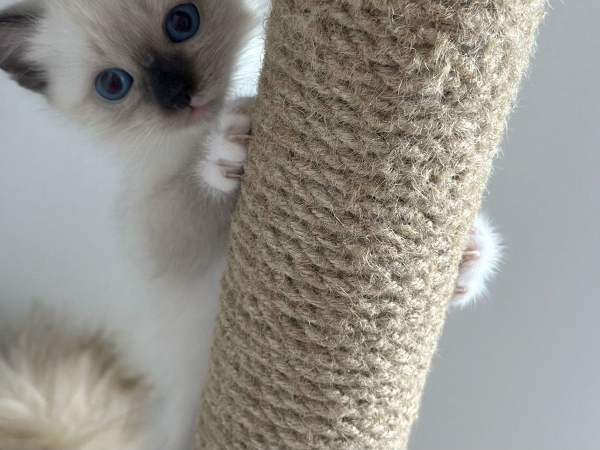 Котенок сноу шу