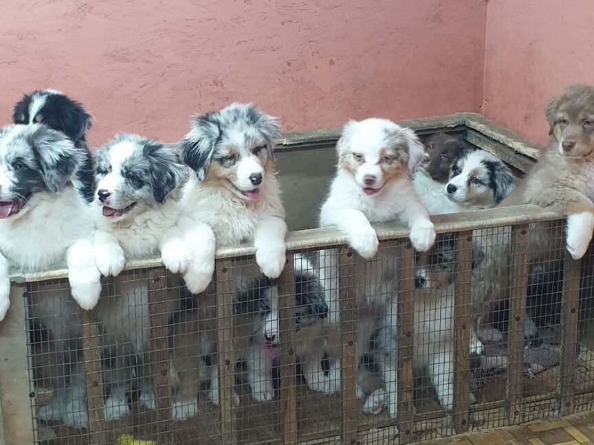 Австралийская овчарка голубой мрамор